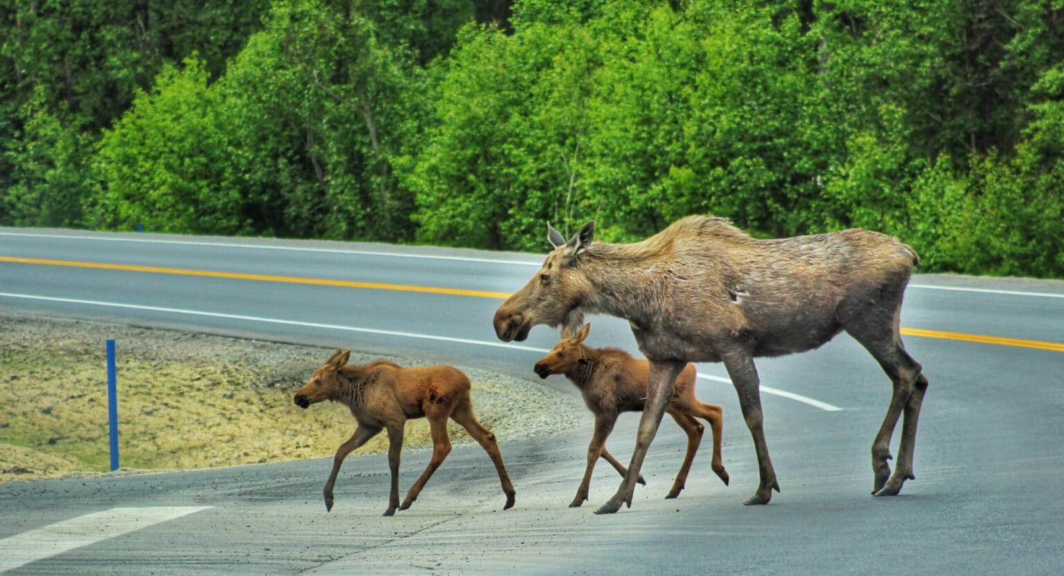 Moose Accidents in Alaska - Farnsworth & Vance Personal Injury Lawyers